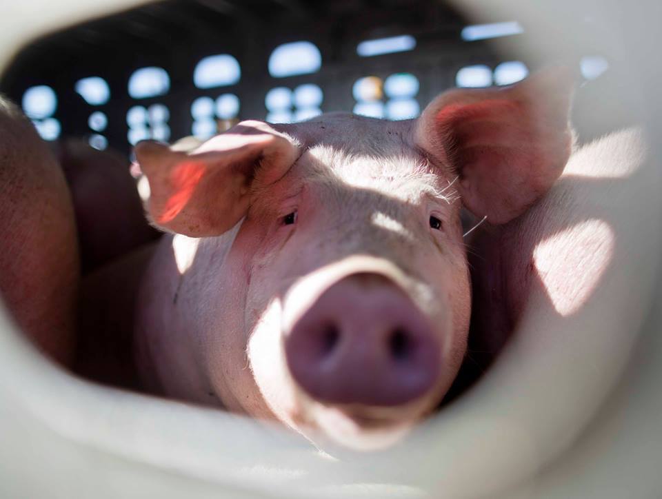 Charges dropped against animal “rights” activist who watered pigs ...