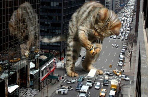 Study: Cats are destroying the environment – Green Jihad