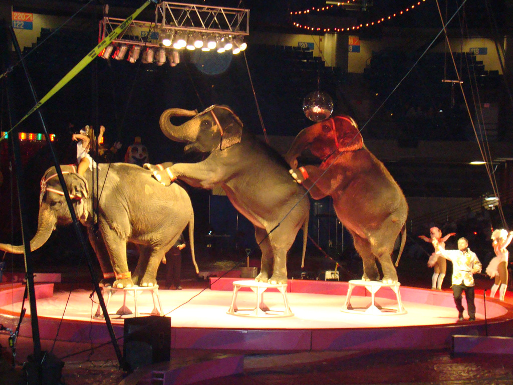 Circus Owner Remains Defiant of Animal “Rights” Critics – Green Jihad