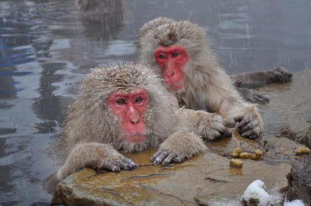 Japanese City Terrorized By Monkey Attacks – Green Jihad