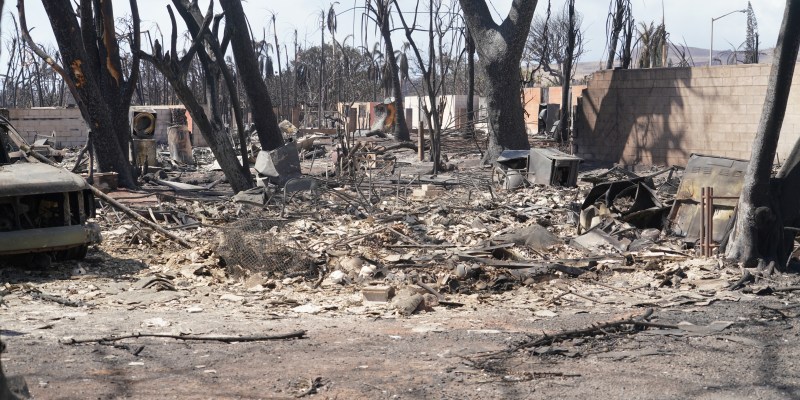 forest fires – Green Jihad